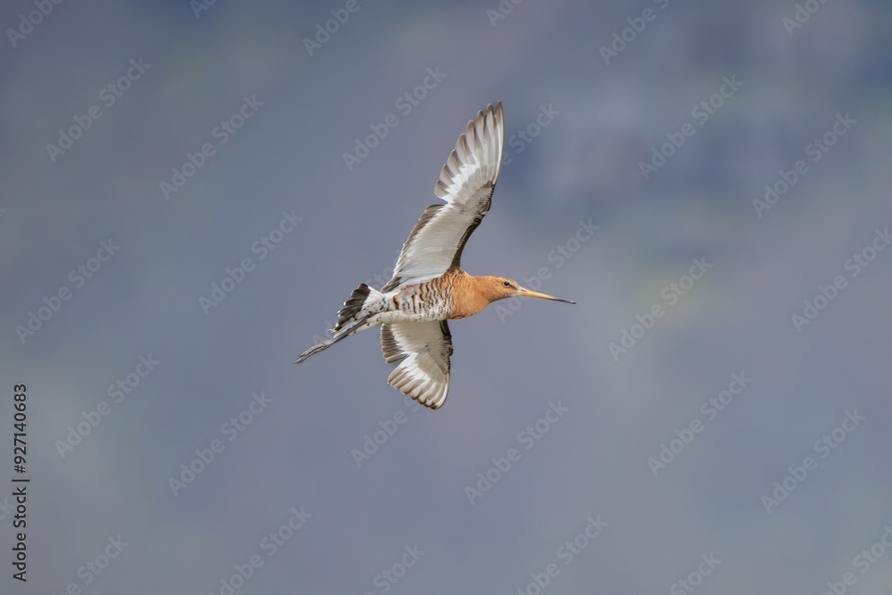Bar-tailed godwit - Limosa lapponica in breeding plumage with spread ...
