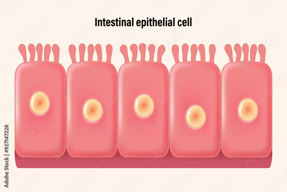 Intestinal epithelial cells vector. Infographics enterocyte. Columnar ...