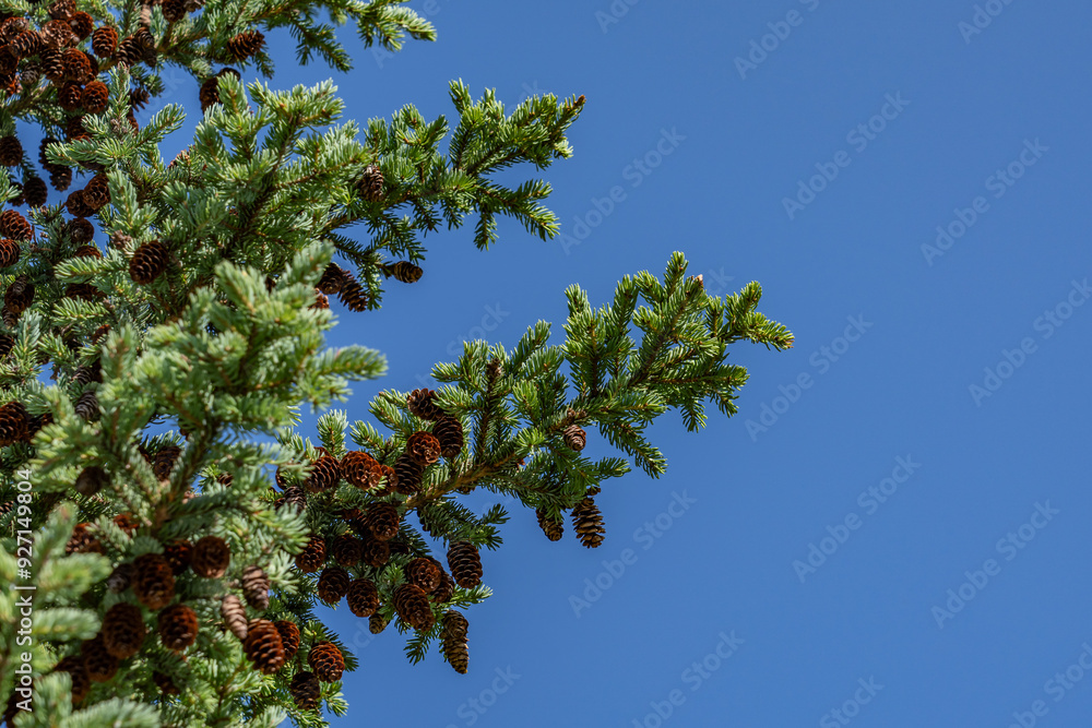Denali Viewpoint South, Alaska，Picea glauca, the white spruce, is a ...