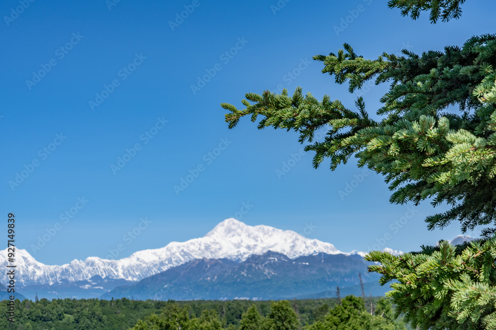 Denali Viewpoint South, Alaska，Picea glauca, the white spruce, is a ...