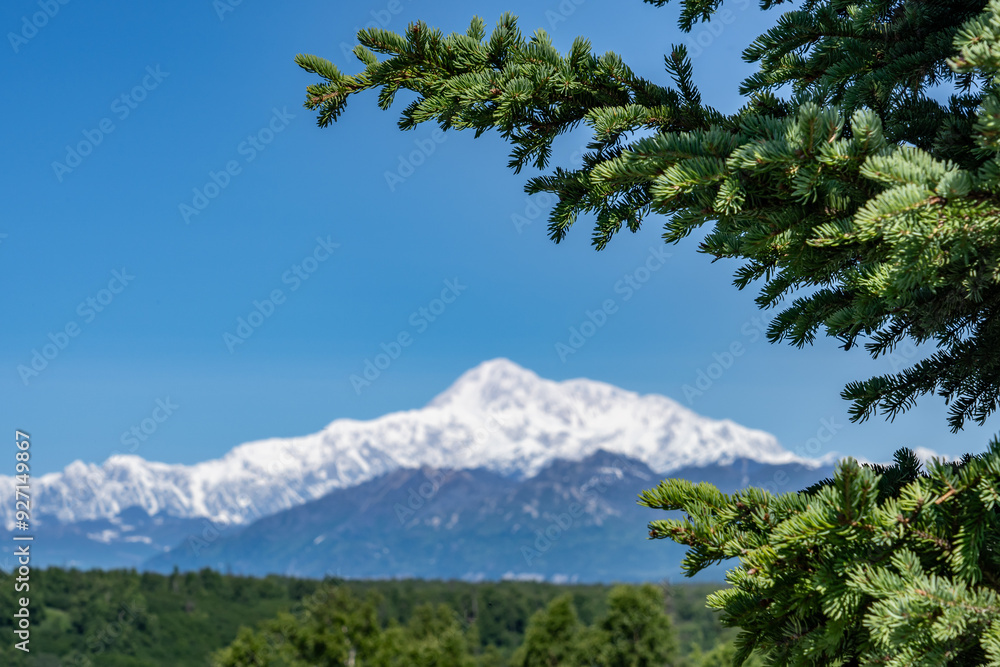 Denali Viewpoint South, Alaska，Picea glauca, the white spruce, is a ...