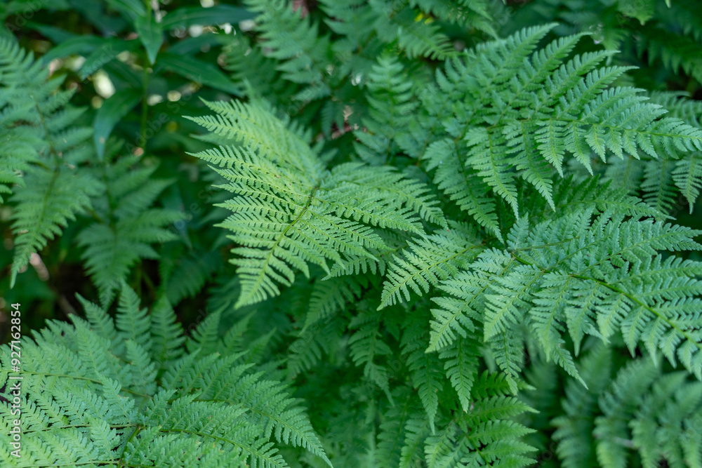 Dryopteris expansa, the alpine buckler fern, northern buckler-fern or ...