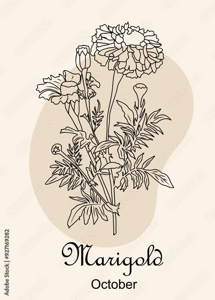 Marigold flower line art vector botanical illustration. October birth ...