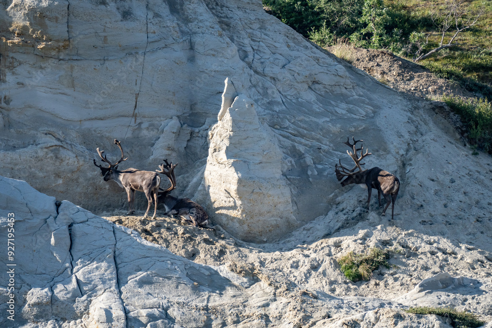 Caribou licking salt, The reindeer or caribou (Rangifer tarandus) is a ...