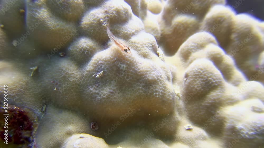 CloseUp of Coral Reef Texture Exploring the Underwater Beauty That Is ...