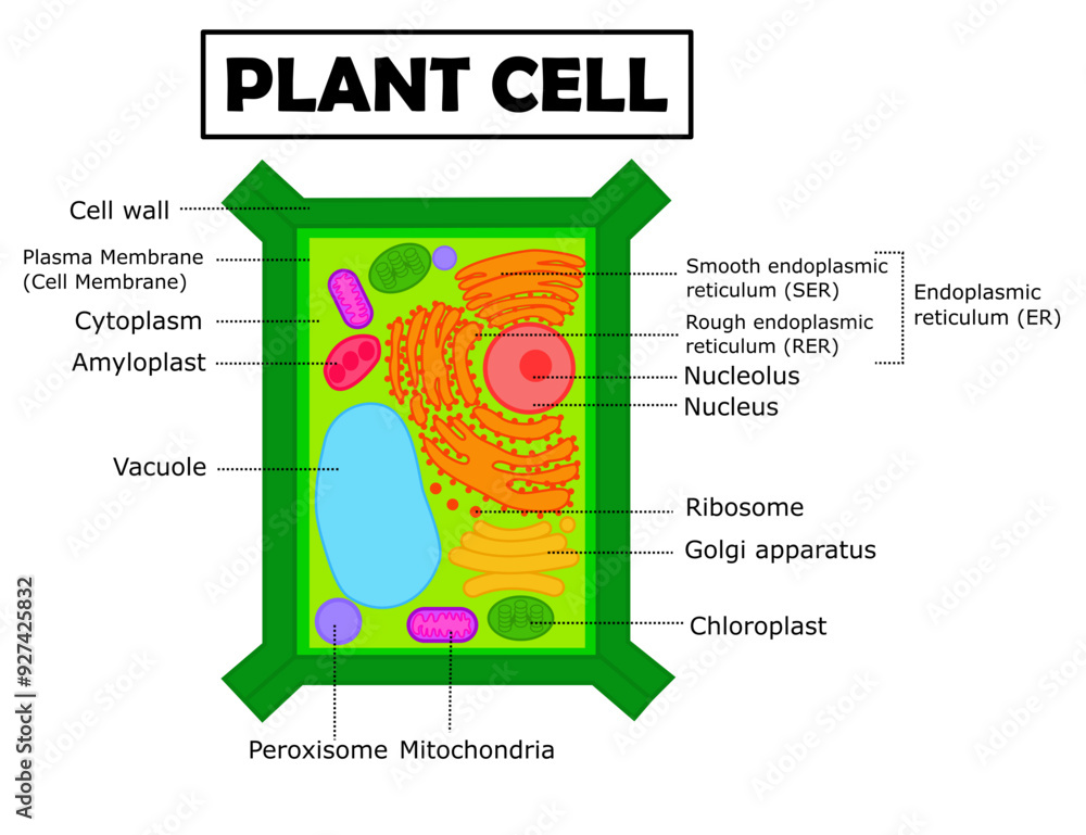 Anatomy or organelle.Structure of the plant cell.Science infographic ...