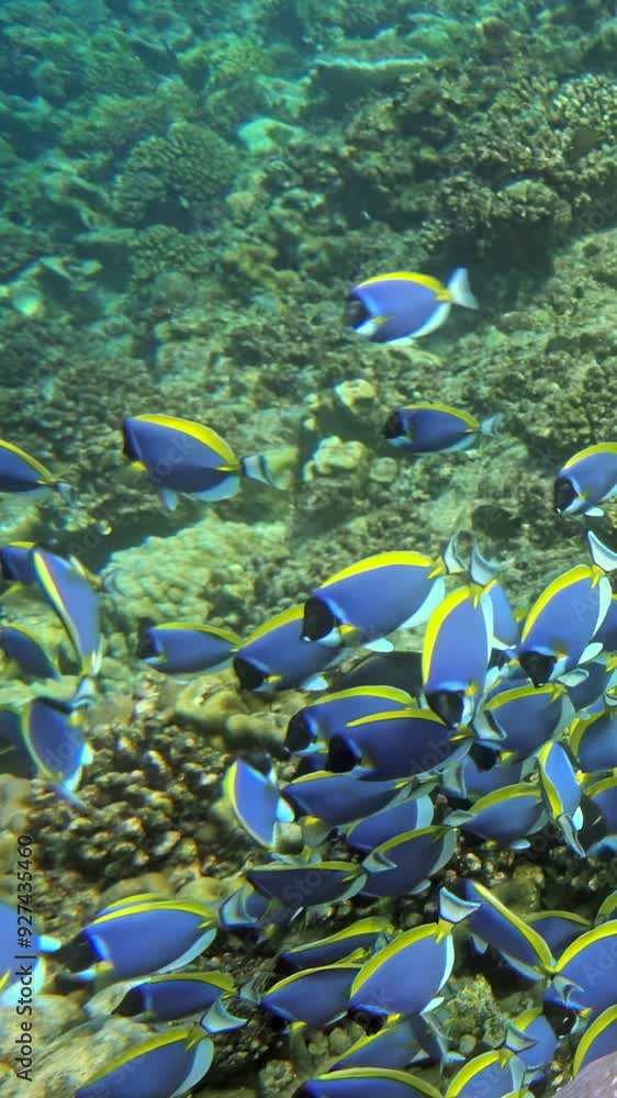 Witness a stunning array of blue surgeonfish gracefully navigating the ...