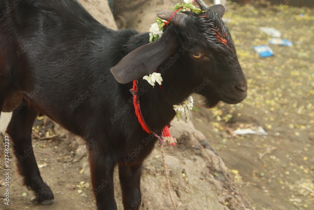 A Black and White Goat decorated by garland tika thread and oil for ...