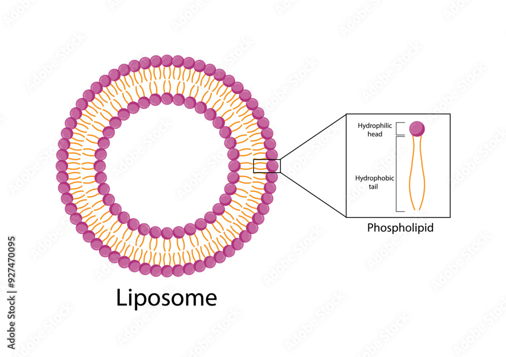 Liposome structure. Phospholipids, Drug encapsulation. Vector illustration. Stock Vector | Adobe ...
