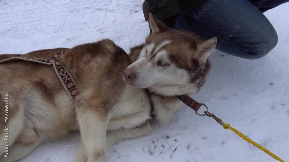 animal snow winter fur alaska ice wolf cute adventure canine blue ...