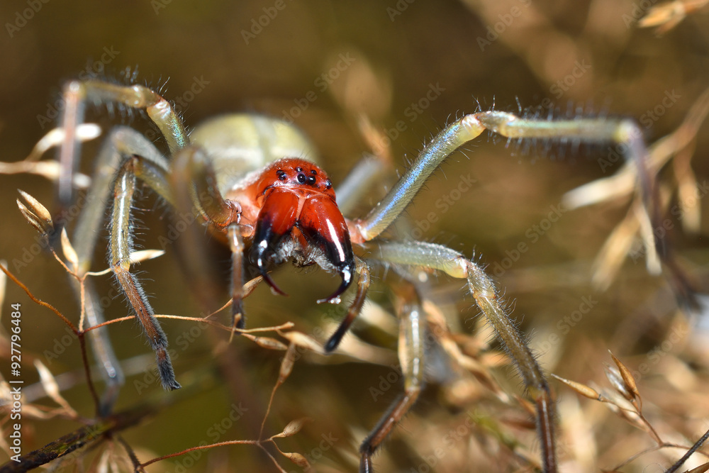 Closeup of the fangs and eyes of a mature female of the infamous ...
