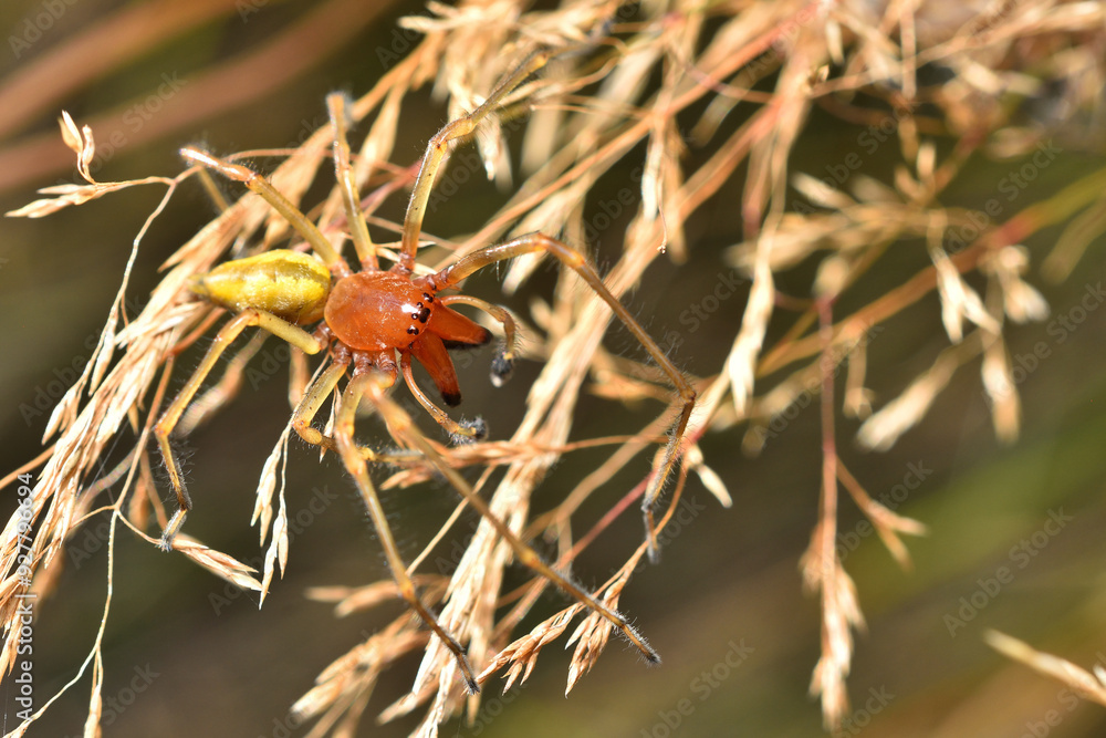 Closeup of the fangs and eyes of a mature male of the infamous European ...