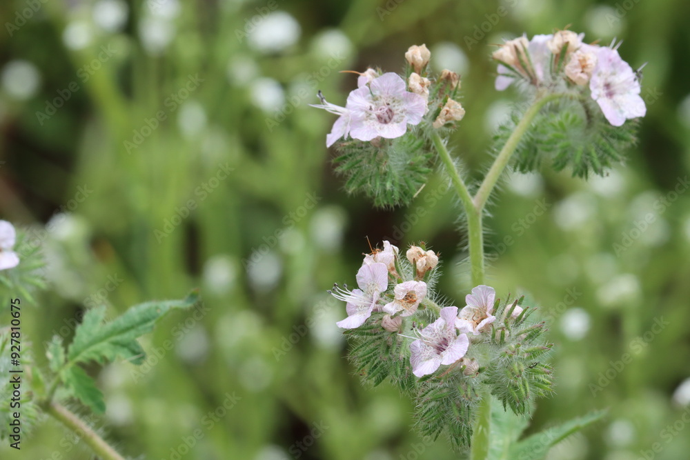 Setose Caterpillar Scorpionflower, Phacelia Cicutaria Variety Hispida ...