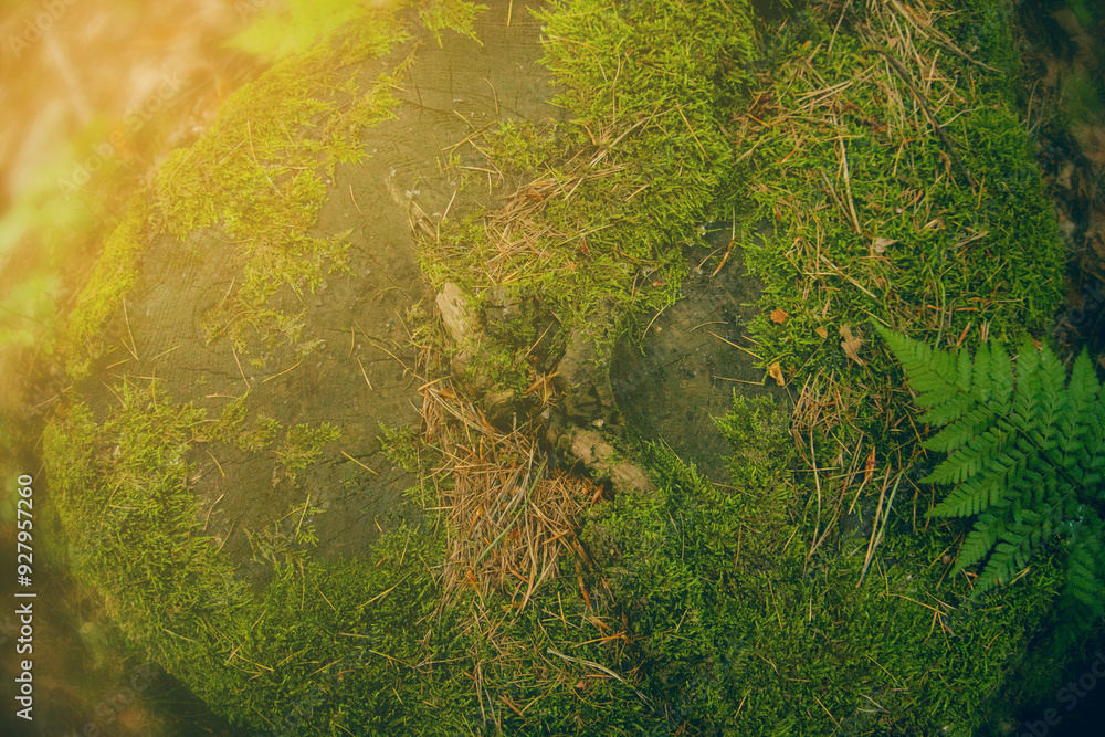 Tree stump as forest backdrop background and wallpaper, as illustration ...