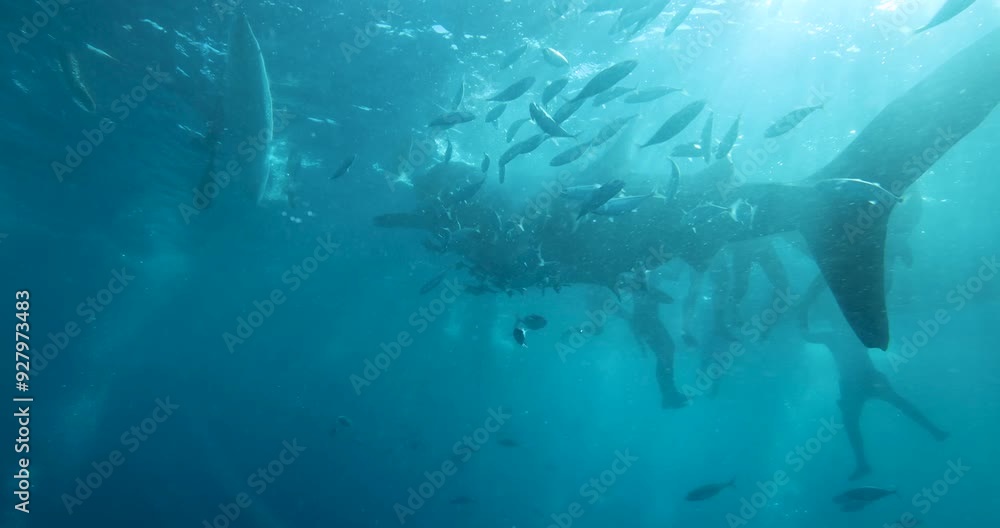 A whale shark swims towards the camera with its mouth wide open. Around the shark swims a large ...