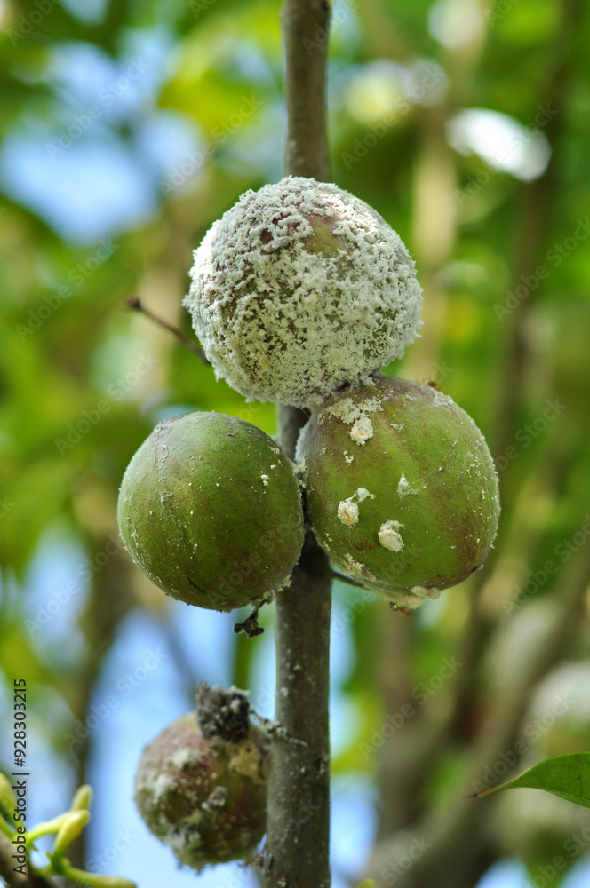 Phenacoccus manihoti or mealybugs interfere with plant growth Stock ...