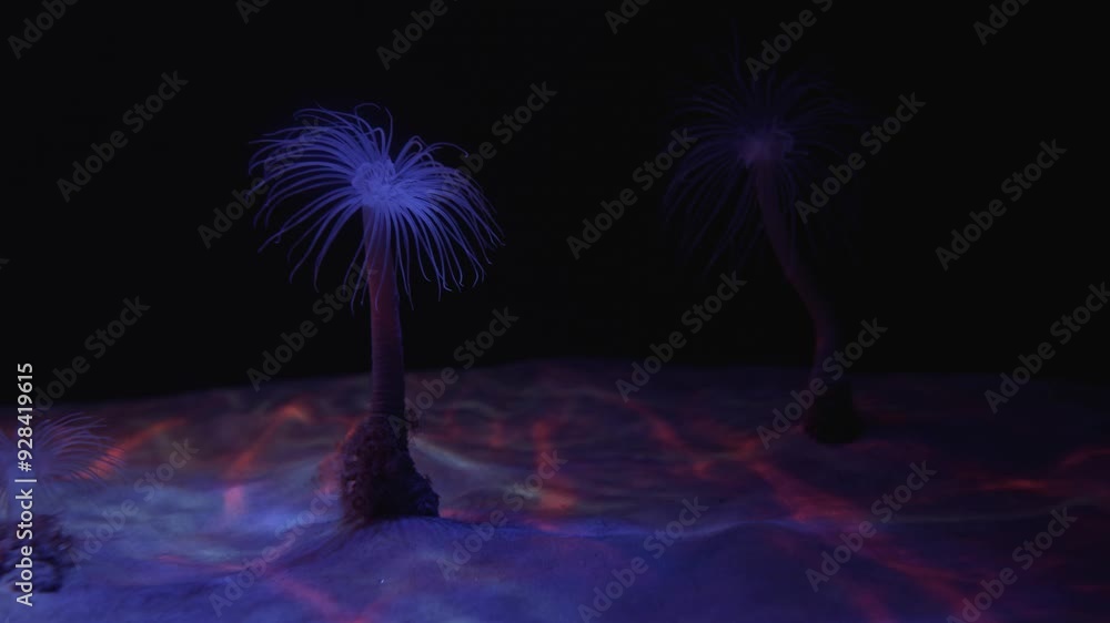 Tube sea anemone lives on bottom of tropical sea among algae corals ...