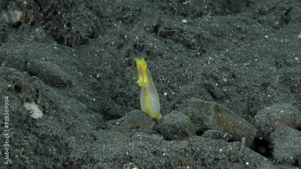 A yellow moray eel (female) sits in a burrow on the sea floor. Ribbon ...