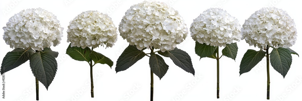 An HD cutout of hydrangea arborescens annabelle and paniculata phantom ...