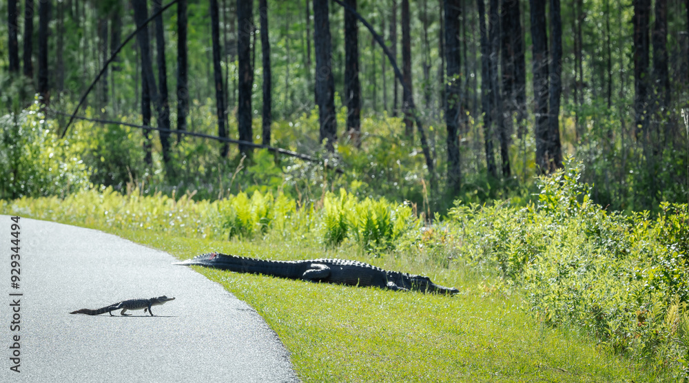 Wild female Alligator with baby hatchling gator crossing the road at ...