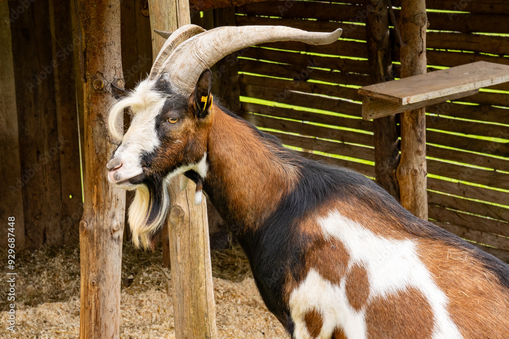 A male goat of the Tauernscheck goat breed from Austria at the manger ...