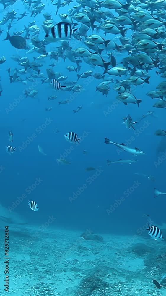 Exploring underwater world reveals rich diversity of marine life ...