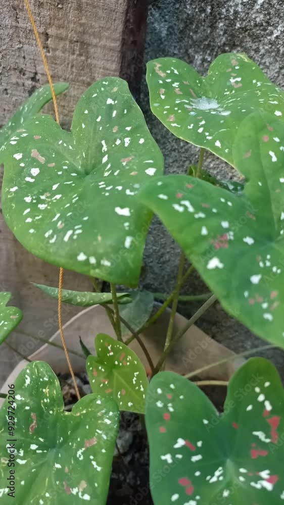Beautiful leaves of Caladium bicolor is hanging in the pot, on the wall ...