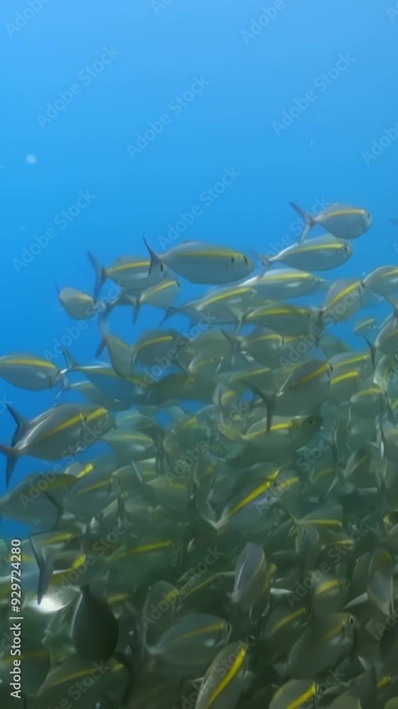 Explore vibrant coral reef with diverse marine life, from vivid fish to ...
