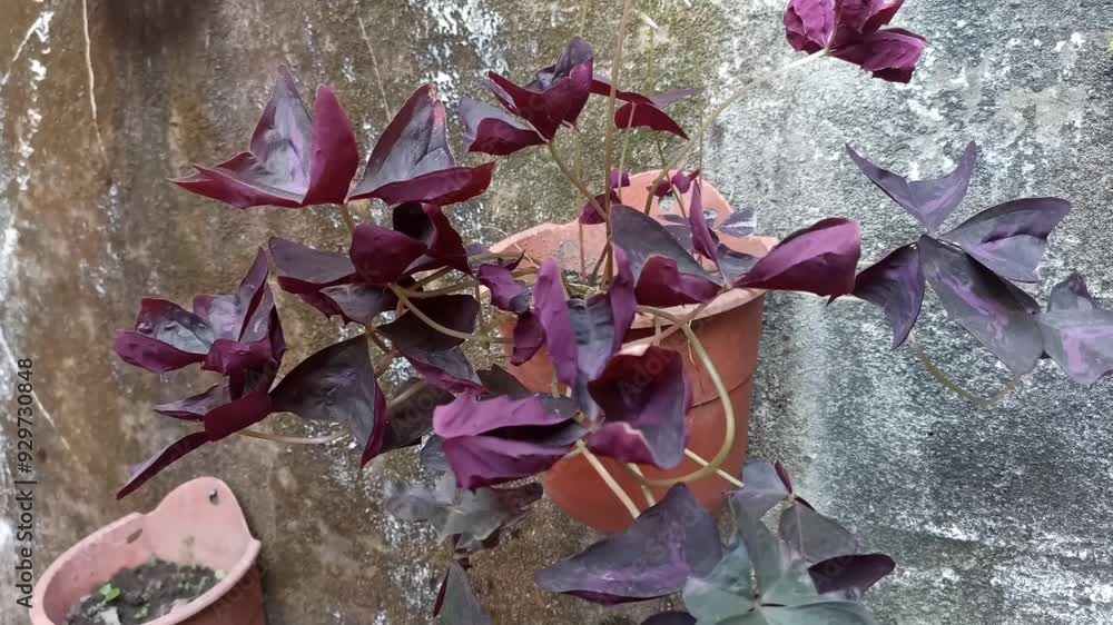 Oxalis triangularis purple shamrock plant purple and violet hanging on ...