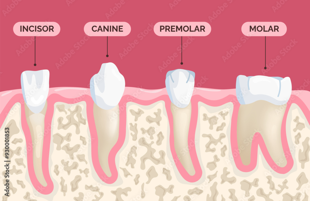 Teeth types. Human teeths type medical banner, molar premolar incisor ...