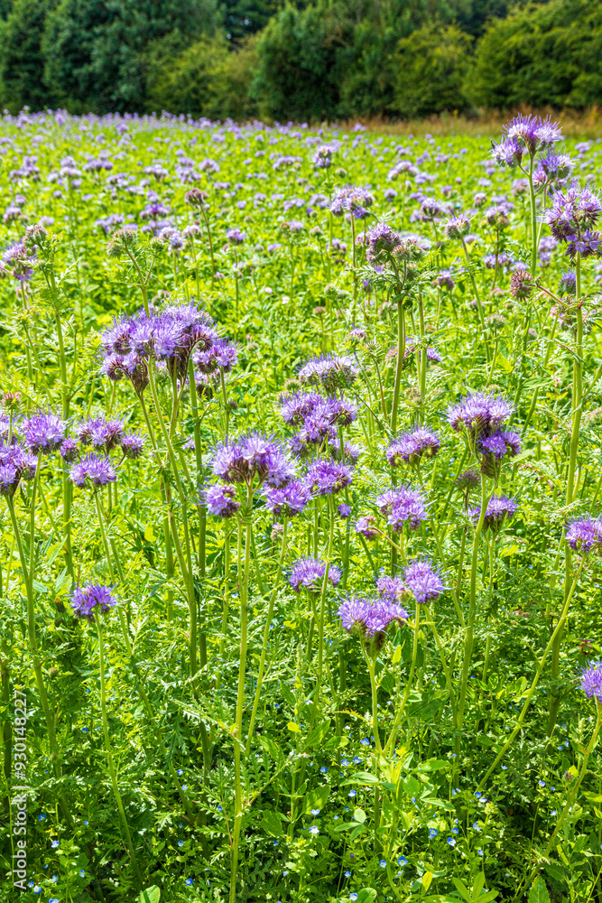 Borage, Phacelia tanacetifolia Benth. growing in a field near the ...
