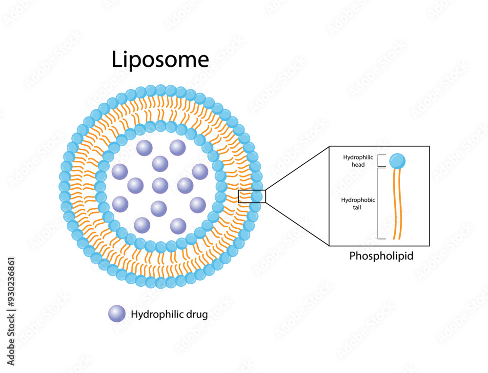 Liposome, with hydrophilic loads. Phospholipids, Drug encapsulation ...