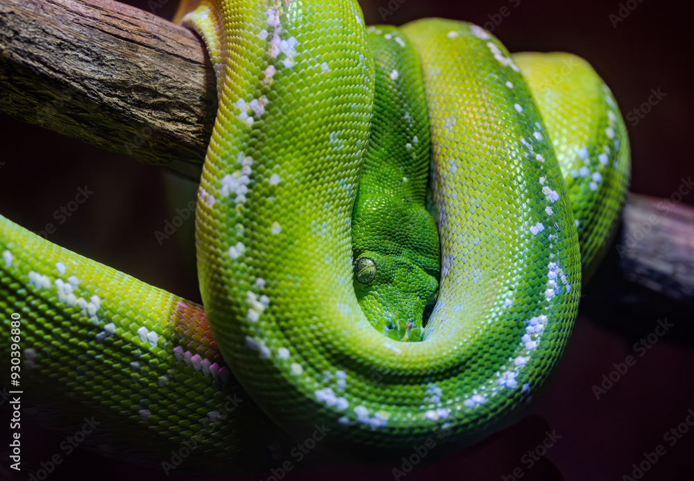 Beautiful Green-tree Python, coiled around a tree branch, native to ...