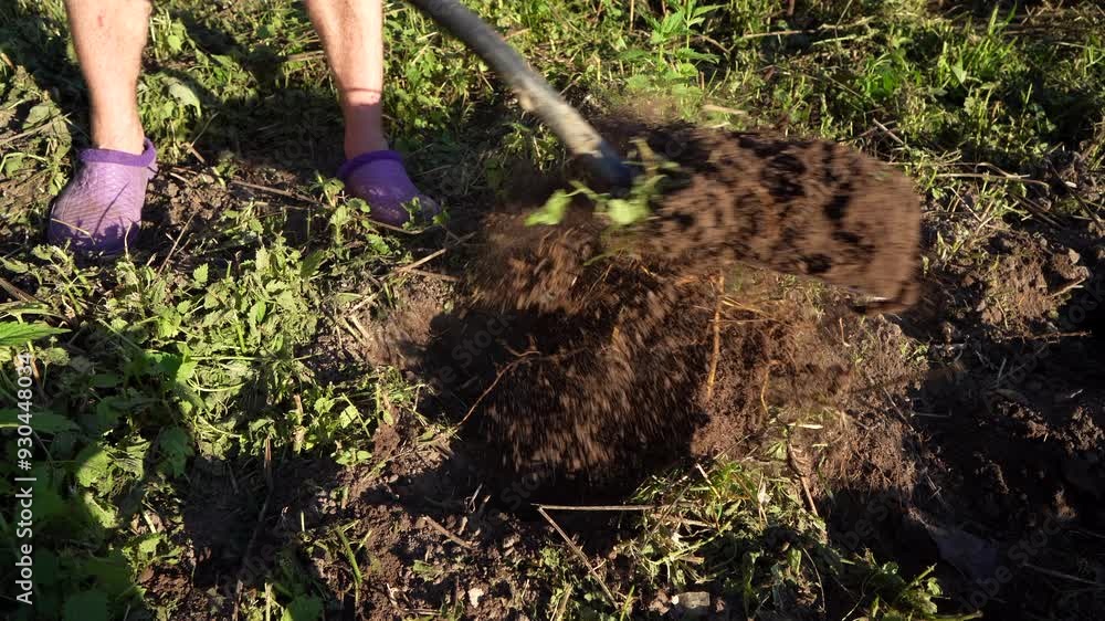 Dig soil in garden. Shovel Digs Hole. Digging out weeds completely by ...