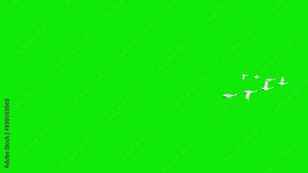 Wedge of 7 White Swans - Flock of Seven Wild Waterfowl Birds - Flying ...