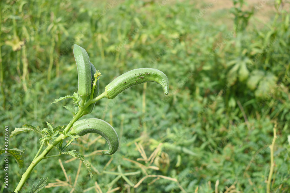 Lady finger or Okra on a plant, Fresh okra plant, Okra closeup on the ...