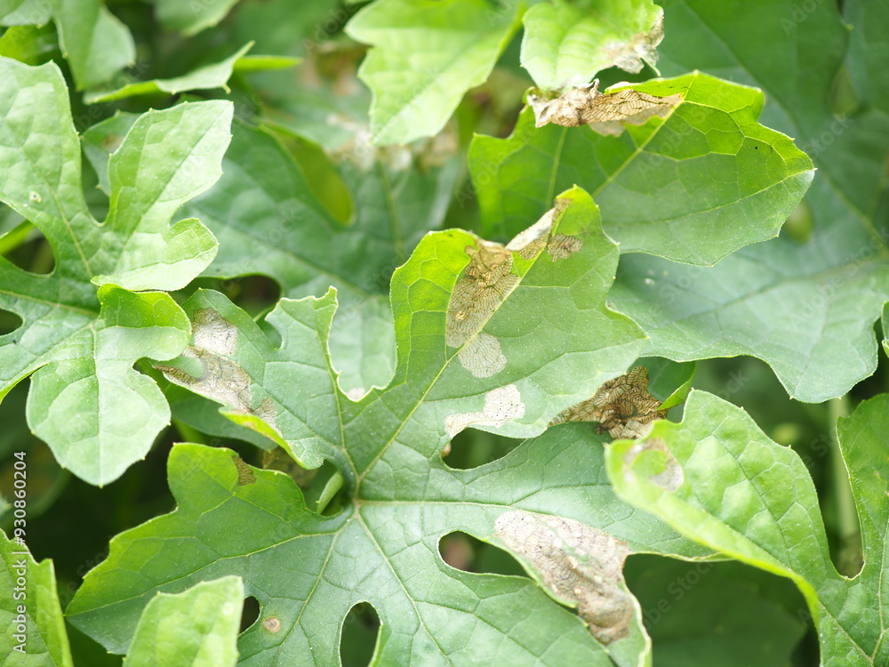 Bitter gourd leaves damaged by leaf miner a major pest. The most ...