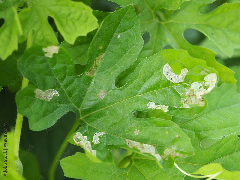 Bitter gourd leaves damage from leaf miner worm. Insecticide product ...