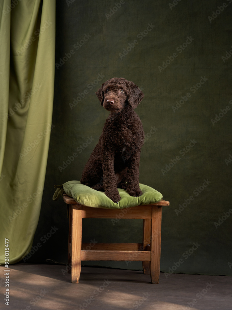 A brown Italian Water Dog sits elegantly on a rustic wooden stool ...