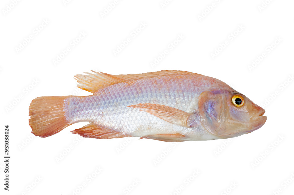 Ruby fish isolated on white background.Freshwater fish looks similar to ...