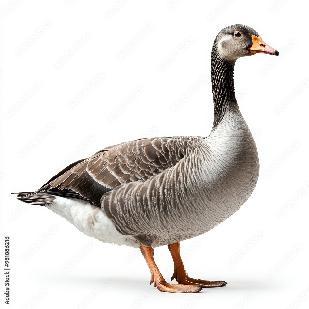 Portrait of a goose full body standing front view 482 goose, bird ...