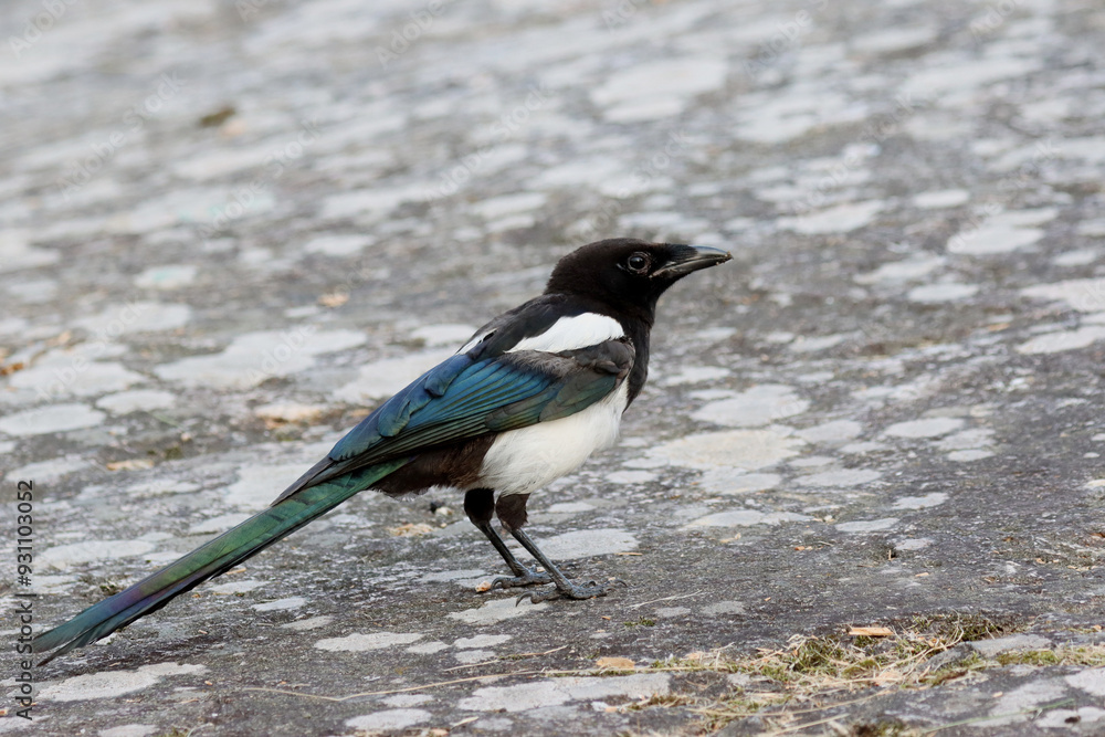 Poster Magpie – Wall Art | UkPosters