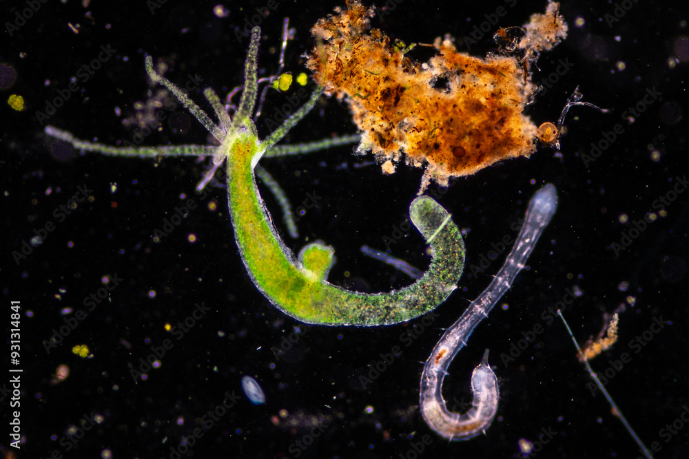 Hydra is a genus of small, fresh-water animals of the phylum Cnidaria ...