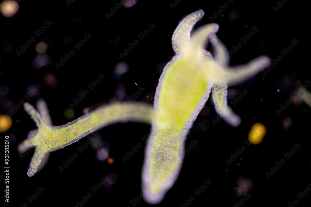 Hydra is a genus of small, fresh-water animals of the phylum Cnidaria ...