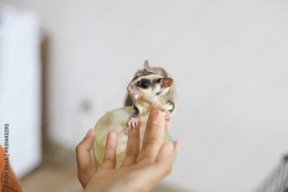 Petaurus Breviceps, Arboreal Gliding Possum Sit On Man Hand. Gray Sugar ...
