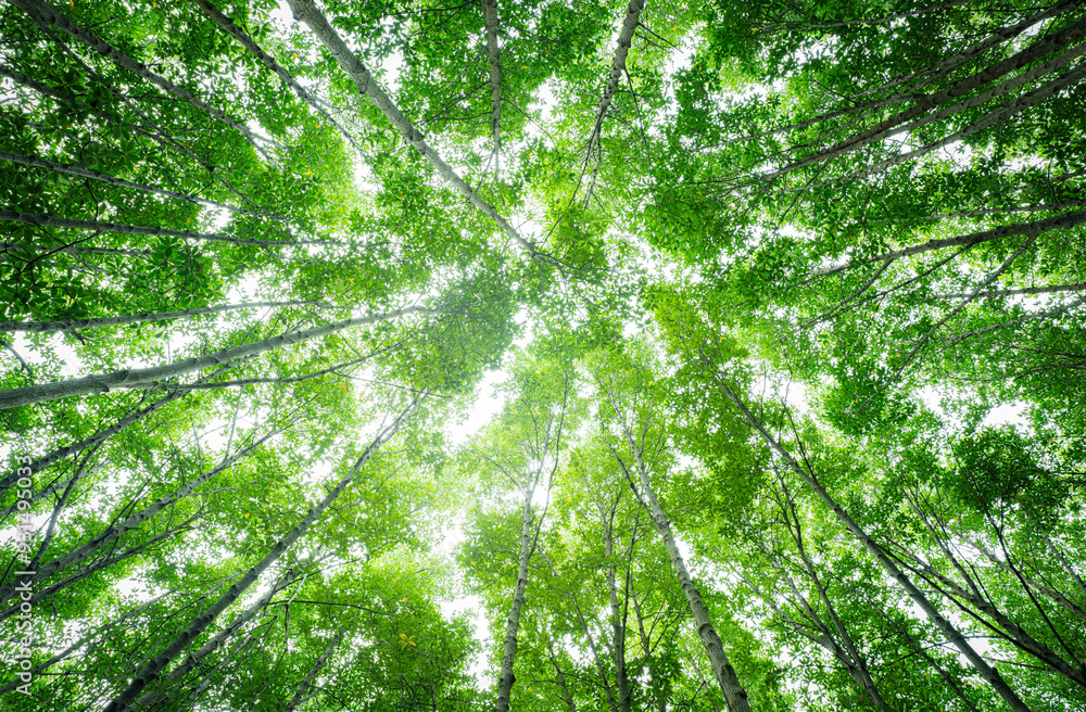 Foto de Bottom-up view green mangrove forest canopy. Natural carbon ...