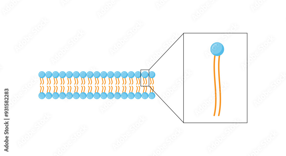 Stockvector Lipid bilayer. Phospholipid Molecule Structure. Hydrophilic ...