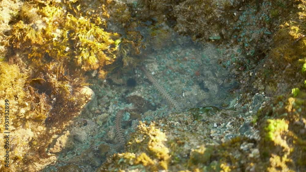 The sea centipede and sea spider are found in tidal pools and coral ...