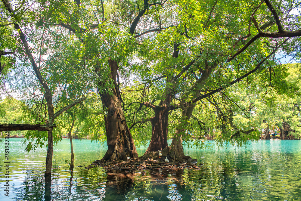 arboles, raices de arbol, camecuaro, michoacan, naturaleza, agua, Lago ...