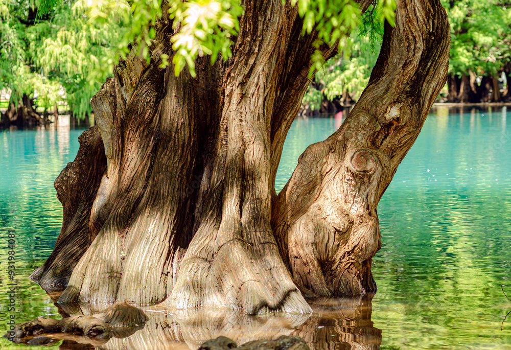 arboles, raices de arbol, camecuaro, michoacan, naturaleza, agua, Lago ...